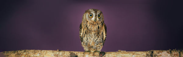 SeekLife - Amazing Owls